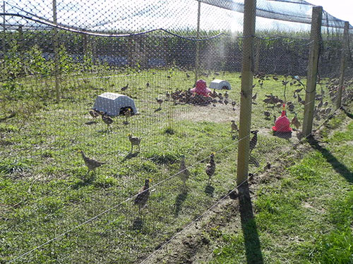 Growing Pheasants on a Small Scale | The Poultry Site